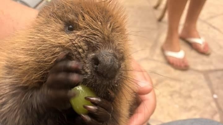 Beavers attaching to human mothers - Systems Changes - Open Learning ...